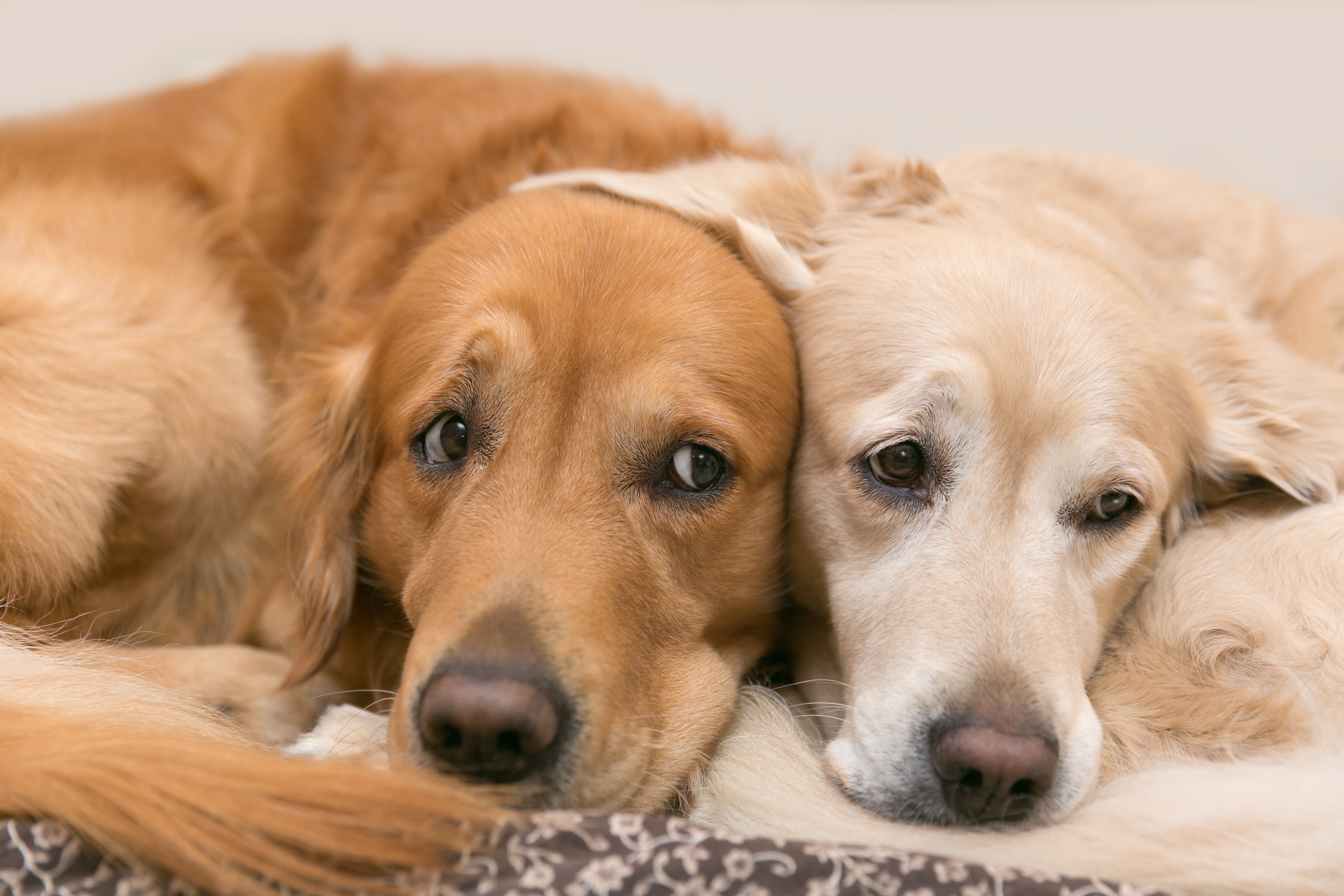 View of two dogs lying – sCH Dog Center Blog