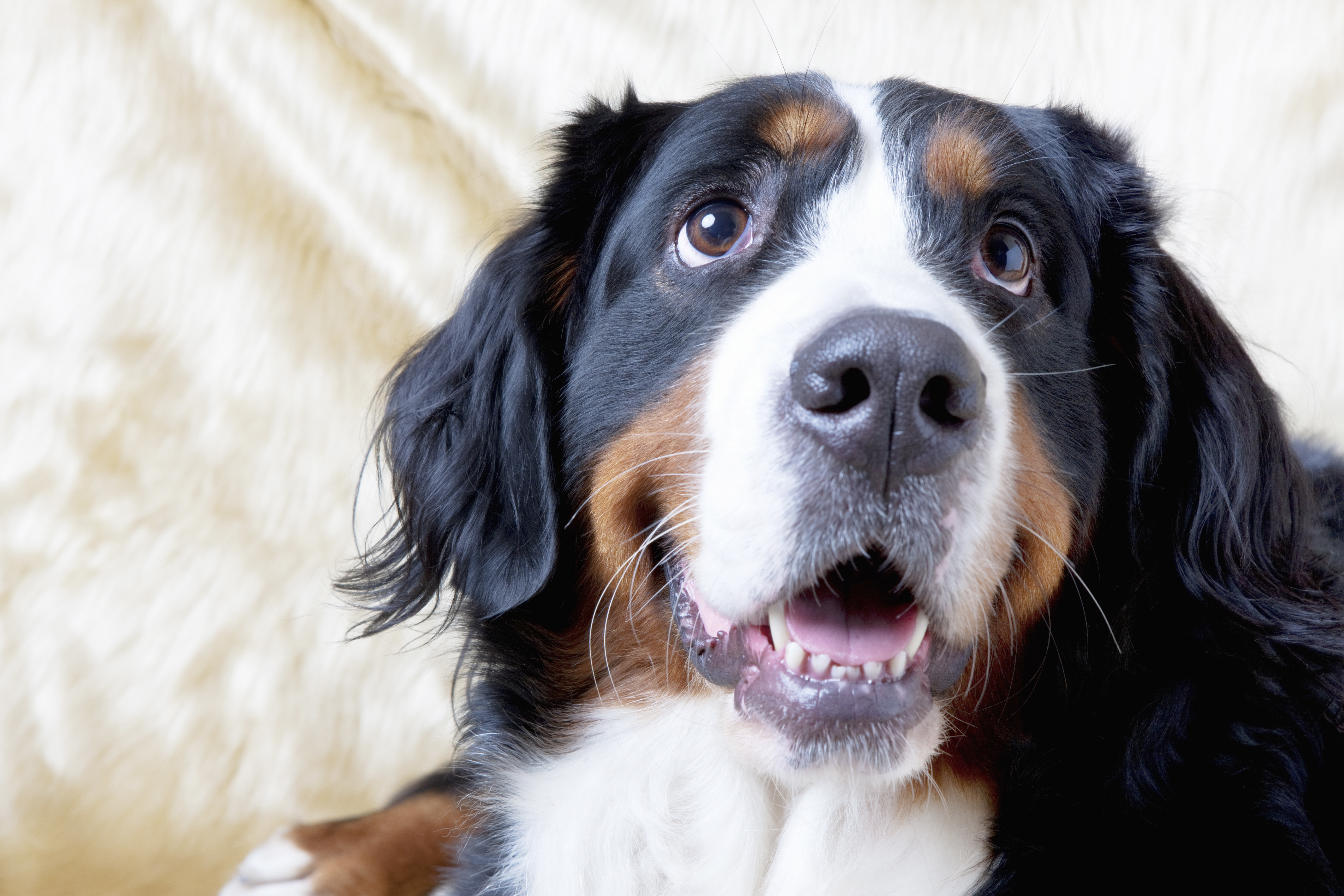 40014412_l – sCH Dog Center Blog