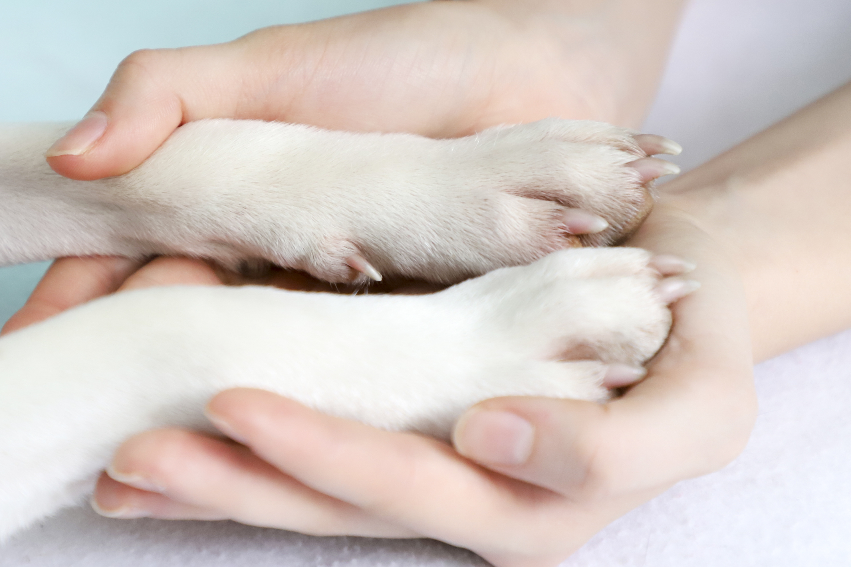 A girl holding a dog paws. – sCH Dog Center Blog