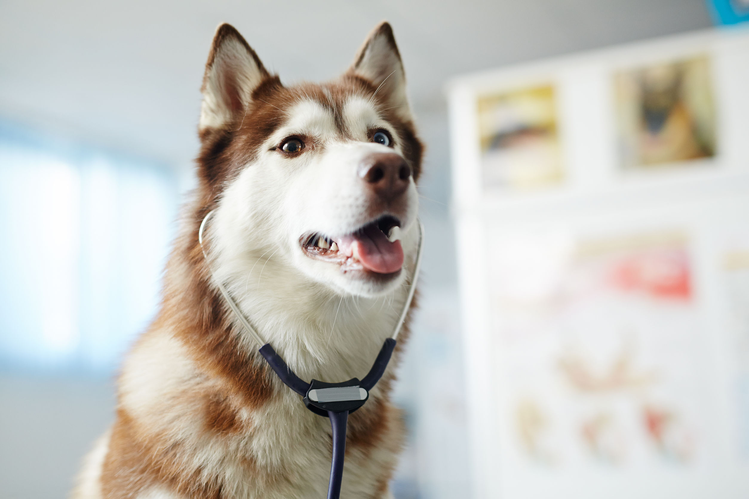 Dog doc – sCH Dog Center Blog