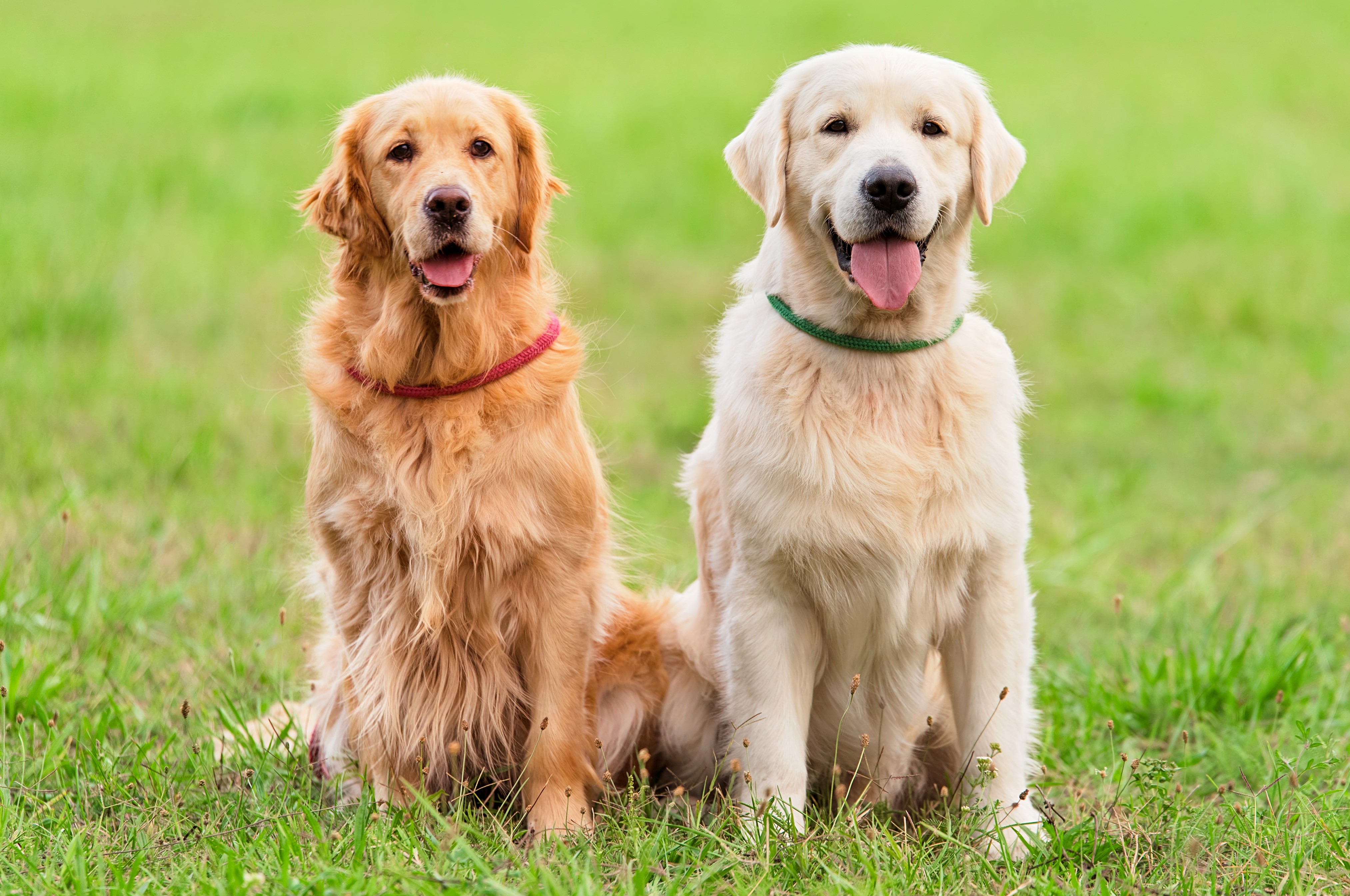 Closeup photo two Golden Retriever dog – sCH Dog Center Blog