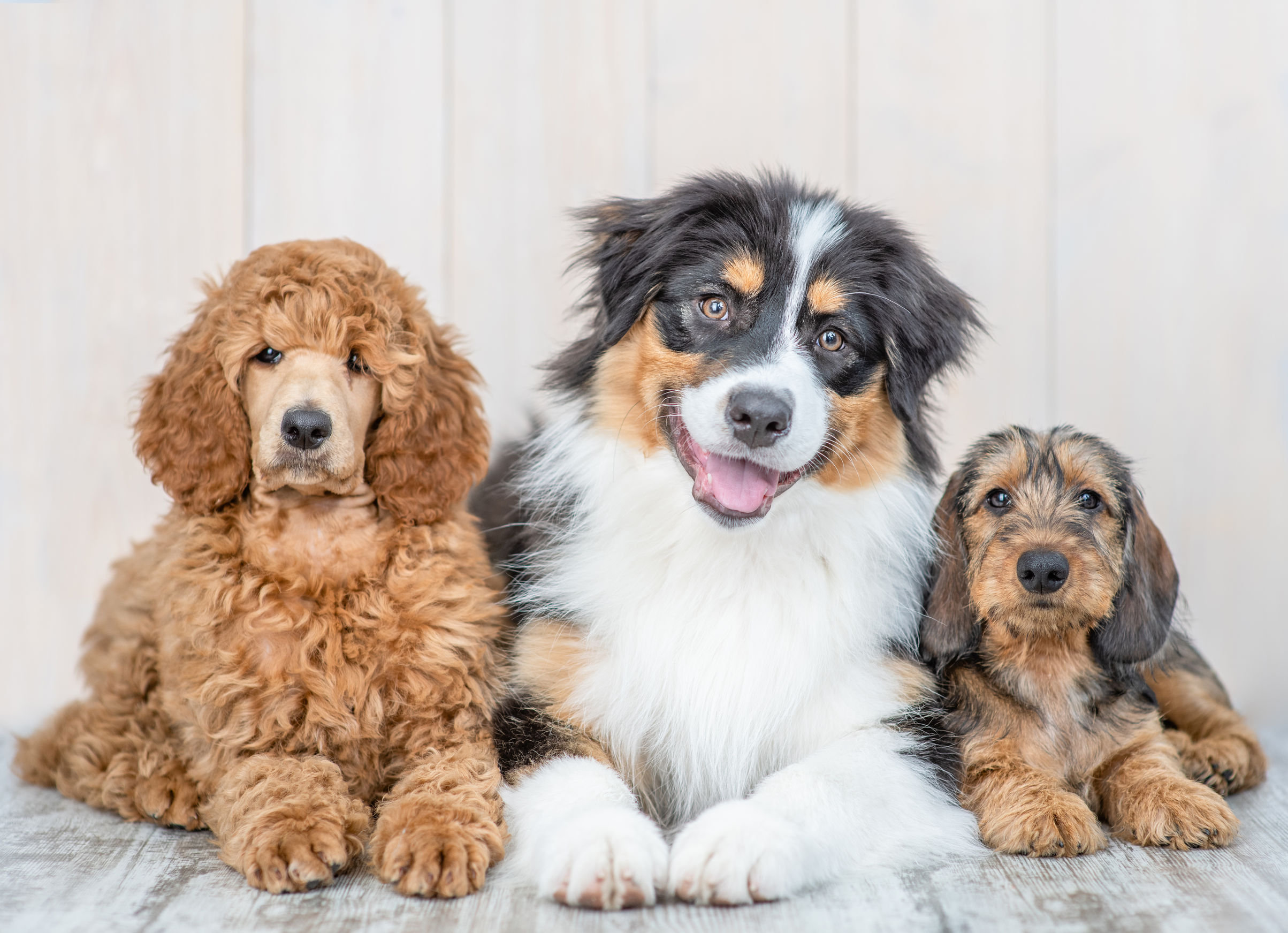 Group of puppies on floor at home looking at camera – sCH Dog Center Blog