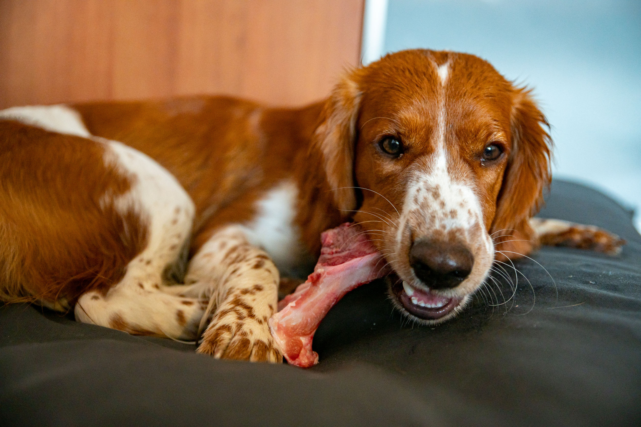 Cute welsh springer spaniel dog chewing raw barf bone. – sCH Dog Center ...
