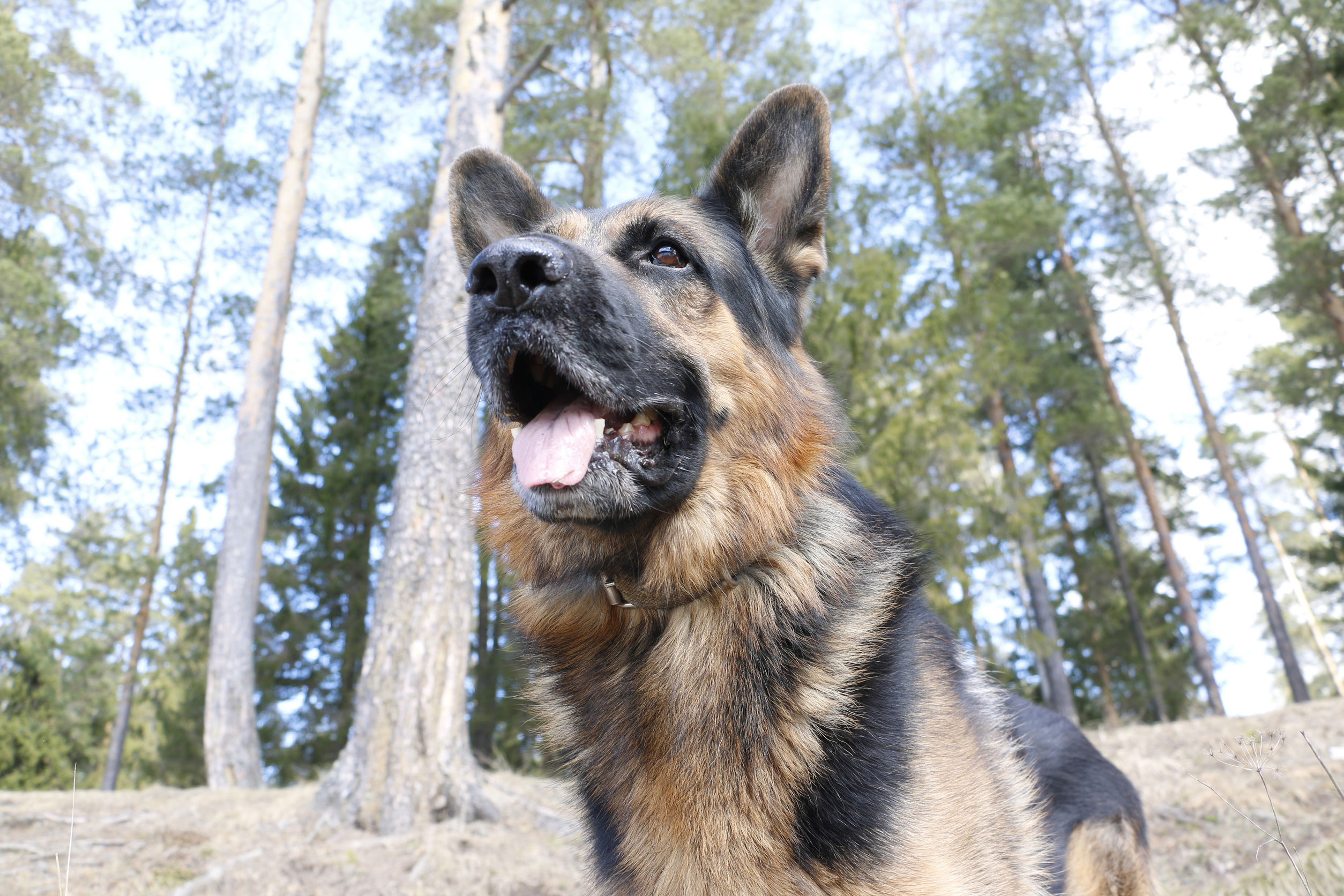 Dog german shepherd in the forest – sCH Dog Center Blog